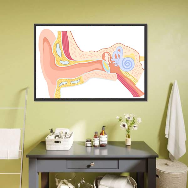 Labeled Human Ear Anatomy Diagram Canvas Wall Art - Tiaracle