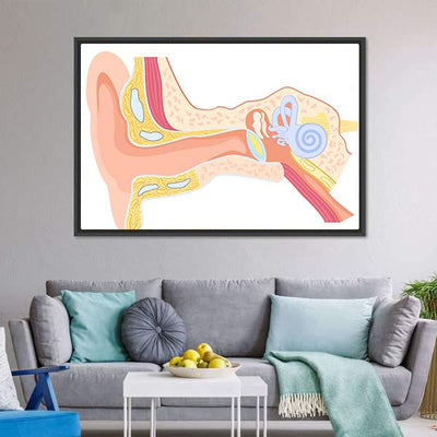 Labeled Human Ear Anatomy Diagram Canvas Wall Art - Tiaracle