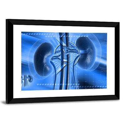 Illustration Of Kidney Canvas Wall Art - Tiaracle